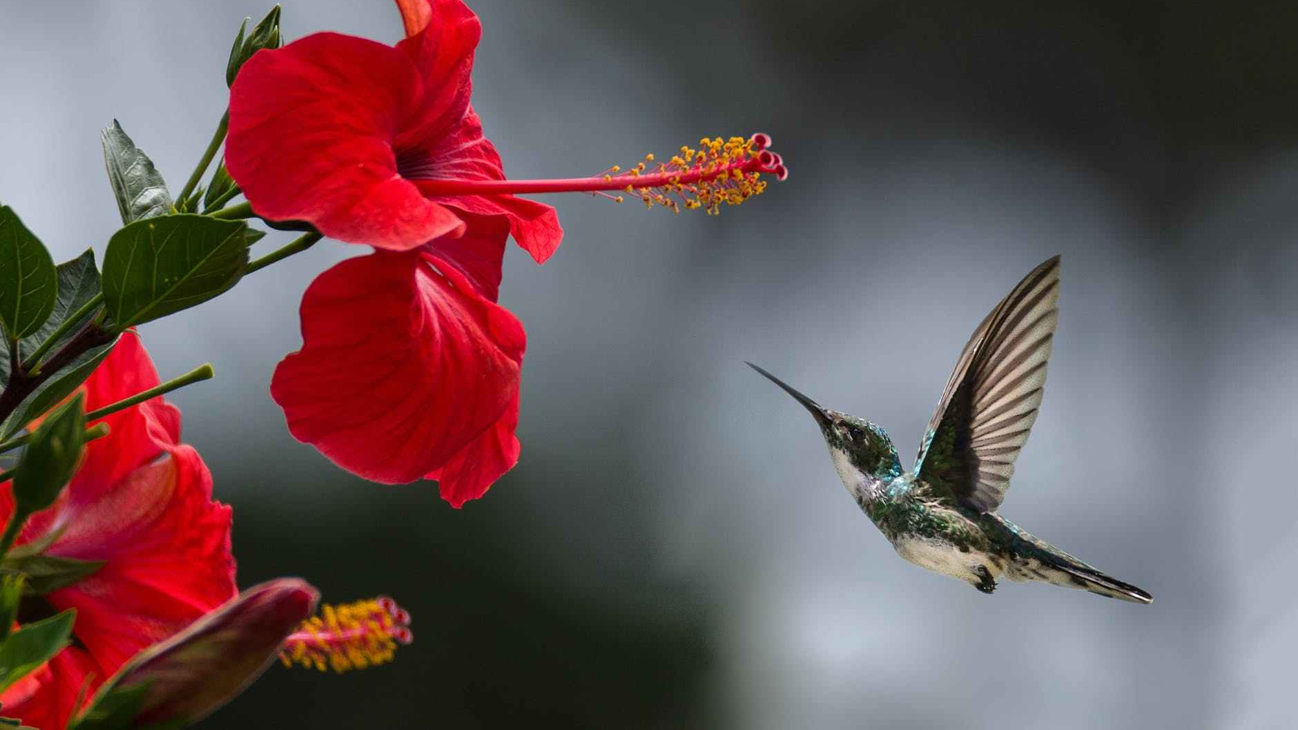 CIPAMEX – Sociedad para el Estudio y Conservación de las Aves en México ...